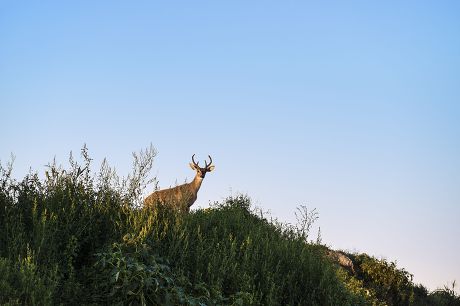 Deer Buck On Ridge Rhode Island Editorial Stock Photo - Stock Image ...