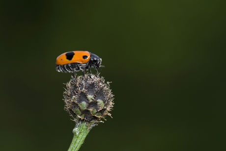Leaf Beetle Clytra 4punktata Enkheimer Ried Editorial Stock Photo ...