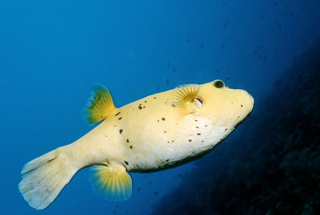 Blackspotted Puffer Blackspotted Toadfish Dogfaced Puffer Editorial ...