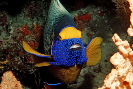 6 Yellow mask angelfish Stock Pictures, Editorial Images and Stock ...