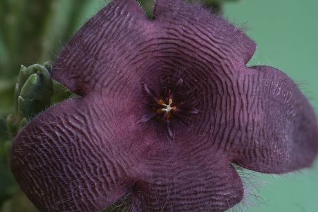 Carrion Plant Starfish Flower Starfish Cactus Editorial Stock Photo ...