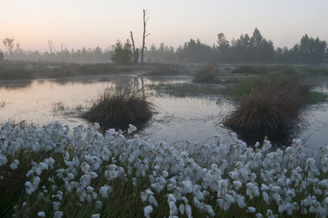 Sunrise Dutch Bargerveen Raised Bog Reserve Editorial Stock Photo ...
