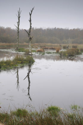 Bog Pond Dutch Raised Bog Reserve Editorial Stock Photo - Stock Image ...