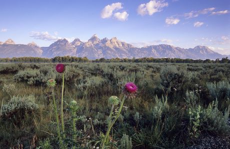 Thistles Cirsium Sp Front Grand Tetons Editorial Stock Photo - Stock ...