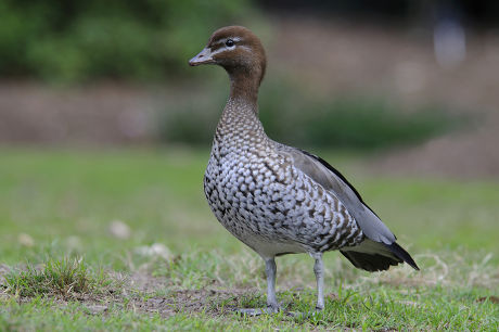 11 Maned goose Stock Pictures, Editorial Images and Stock Photos ...