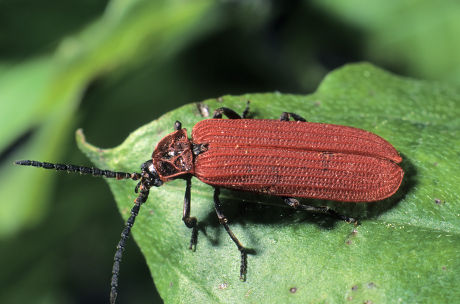 27 Net winged insects Stock Pictures, Editorial Images and Stock Photos ...