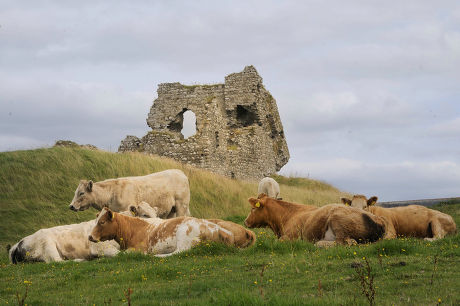 Ruins Norman Castle Clonmacnoise Cattle Front Editorial Stock Photo ...