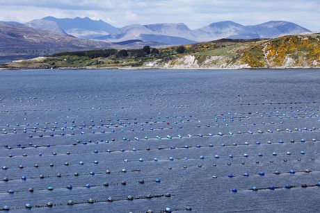 55 Mussel farming Stock Pictures, Editorial Images and Stock Photos ...