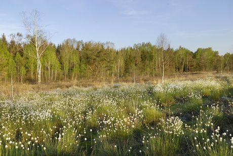 85 Bog ponds Stock Pictures, Editorial Images and Stock Photos ...