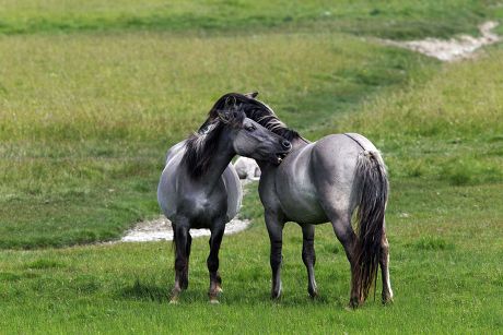 11 Backbreeding Stock Pictures, Editorial Images and Stock Photos ...