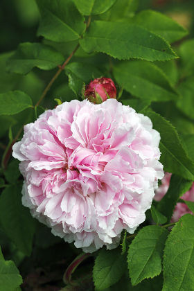 Portland Rose Variety Jacques Cartier Historic Editorial Stock Photo ...