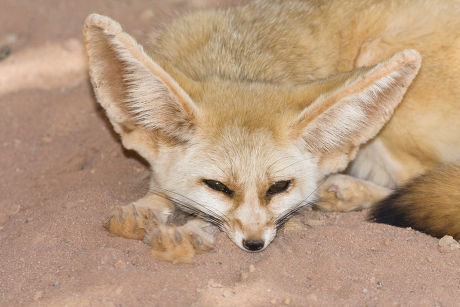 Fennec Fox Canis Zerdus Libya Africa Editorial Stock Photo - Stock Image | Shutterstock