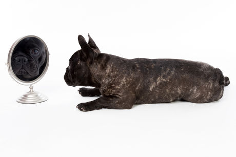 77 Dog reflection Stock Pictures, Editorial Images and Stock Photos ...