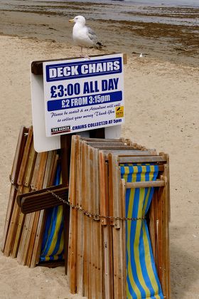 Seagull Perches On Deck Chair Sign Editorial Stock Photo - Stock Image ...