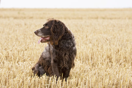 Seated German Spaniel German Quail Dog Editorial Stock Photo - Stock ...