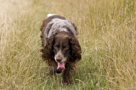 Standing German Spaniel German Quail Dog Editorial Stock Photo - Stock ...
