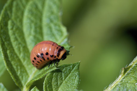 58 Potato beetle Stock Pictures, Editorial Images and Stock Photos ...