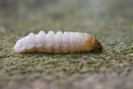 Larva Longhorn Beetle Longhorned Beetle Cerambycidae Editorial Stock ...