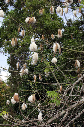 Cotton Tree Tree Cotton Bombax Ceiba Editorial Stock Photo - Stock ...