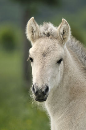 Foal Portrait Fjord Horse Norwegian Fjord Editorial Stock Photo - Stock ...