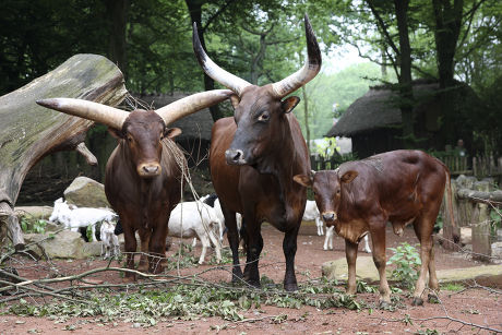 29 Bull basin Stock Pictures, Editorial Images and Stock Photos ...