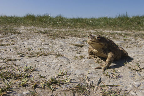 19 Country toad Stock Pictures, Editorial Images and Stock Photos ...