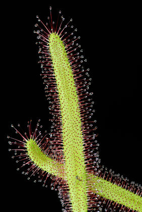 Sundew Leaf Drosera Gland Tentacles Editorial Stock Photo - Stock Image ...