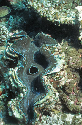 Maxima Clam Small Giant Clam Tridacna Editorial Stock Photo - Stock ...