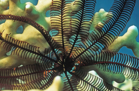 Clawed Featherstar On Net Stinging Coral Editorial Stock Photo - Stock ...