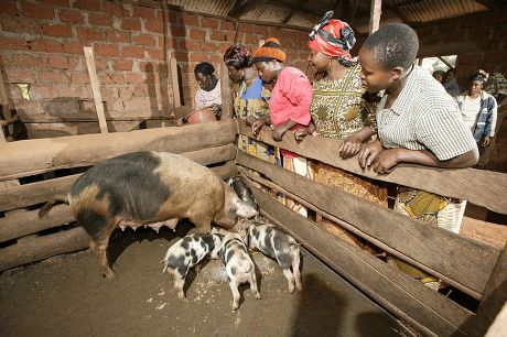 63 Piggery Stock Pictures, Editorial Images and Stock Photos | Shutterstock
