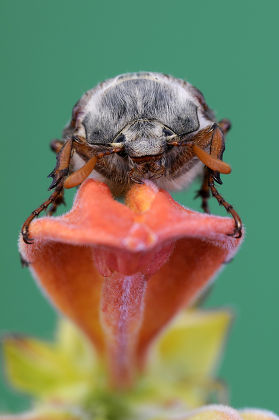 42 Flower scarab Stock Pictures, Editorial Images and Stock Photos ...