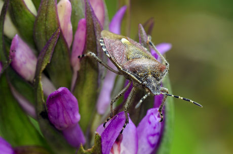 Sloe Shield Bug Dolycoris Baccarum On Editorial Stock Photo - Stock ...