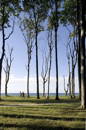 Gespensterwald Ghost Forest Nienhagen Baltic Sea Editorial Stock Photo ...