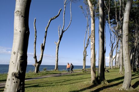 Gespensterwald Ghost Forest Nienhagen Baltic Sea Editorial Stock Photo ...
