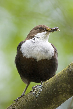 7 Nohn Stock Pictures, Editorial Images and Stock Photos | Shutterstock