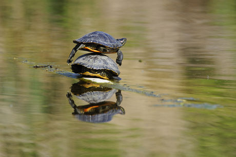 Redeared Slider Turtle Trachemys Scripta Elegans Editorial Stock Photo ...