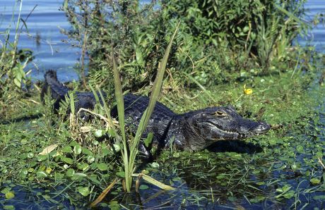 26 Alligator swamps Stock Pictures, Editorial Images and Stock Photos ...