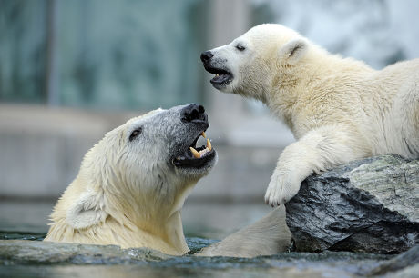 89 Polar bear offspring Stock Pictures, Editorial Images and Stock ...