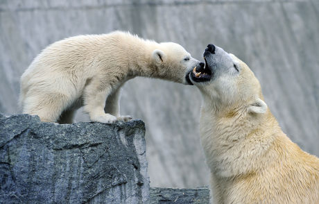 89 Polar bear offspring Stock Pictures, Editorial Images and Stock ...
