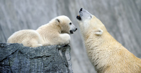 89 Polar bear offspring Stock Pictures, Editorial Images and Stock ...