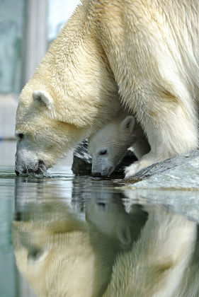 89 Polar bear offspring Stock Pictures, Editorial Images and Stock ...