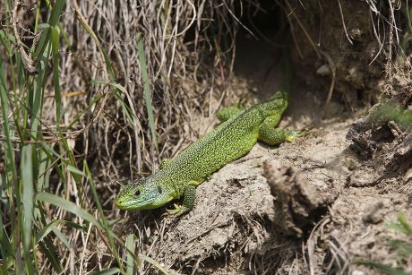 European Green Lizard Lacerta Viridis Kaiserstuhl Editorial Stock Photo ...
