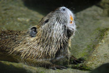 21 Nutria rats Stock Pictures, Editorial Images and Stock Photos ...