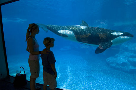 Model Released Orca Killer Whale Orcinus Editorial Stock Photo - Stock ...