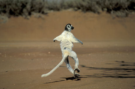 Verreauxs Sifaka Propithecus Verreauxi Jumping Berenty Editorial Stock ...