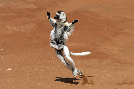 41 Monkey dances Stock Pictures, Editorial Images and Stock Photos ...