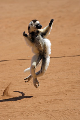41 Monkey dances Stock Pictures, Editorial Images and Stock Photos ...