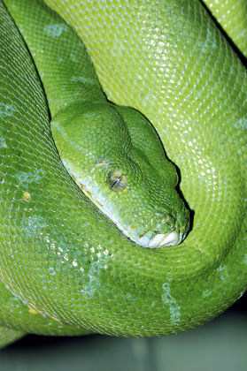 Green Tree Python Chondropython Viridis Editorial Stock Photo - Stock ...