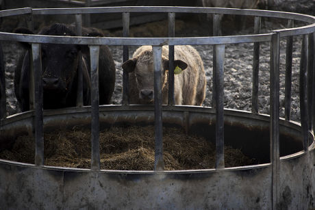 39 Feeding troughs Stock Pictures, Editorial Images and Stock Photos ...