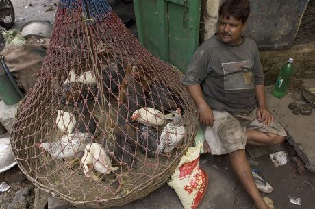 Chicken Seller Corner Slums Howrah Hooghly Editorial Stock Photo ...